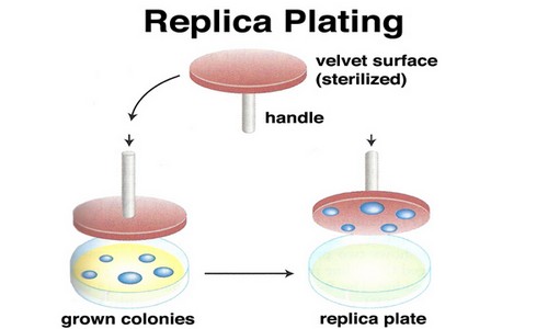 10 Famous Scientific Discoveries With Suppressed Female Contributors ...