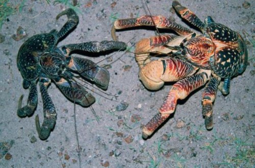 Man Grabs Crab Before Realizing What It Really Is - TopBusiness