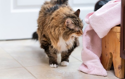 Struggling to Understand Your Cat’s Behavior? Here’s What You Need to ...